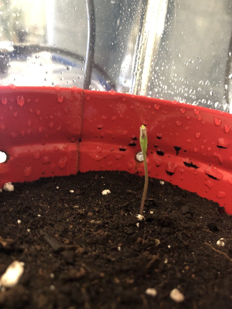 Greenhouse Update | AYVA Educational Solutions